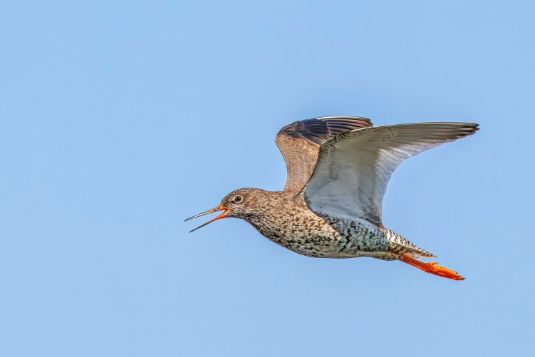 Northern Shores: The Common Redshank – Northwest Nature and History