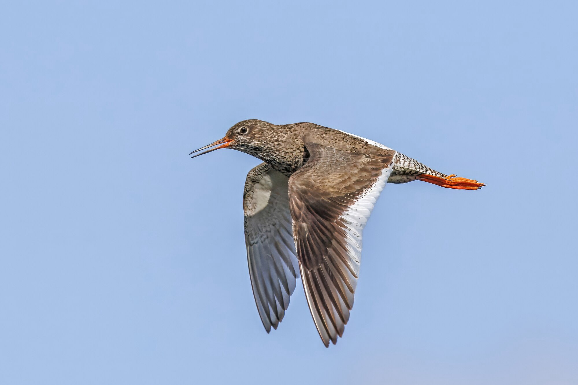 Northern Shores: The Common Redshank – Northwest Nature and History