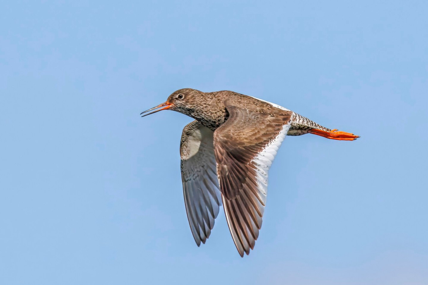 Northern Shores: The Common Redshank – Northwest Nature and History