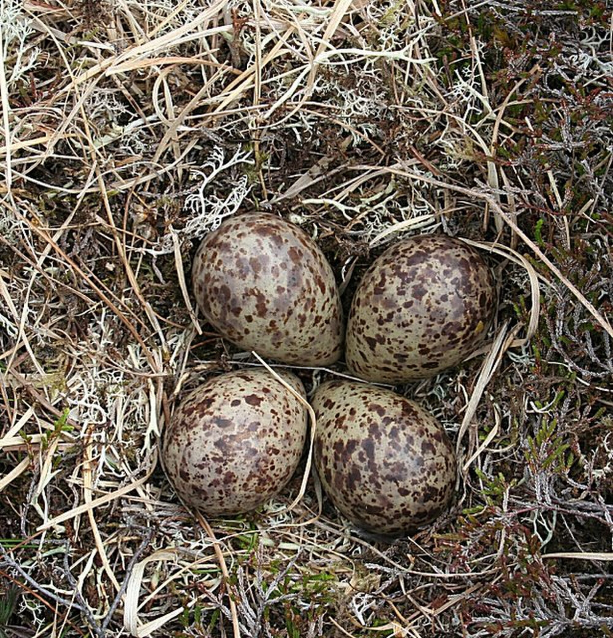 Northern Shores: The Common Redshank – Northwest Nature and History