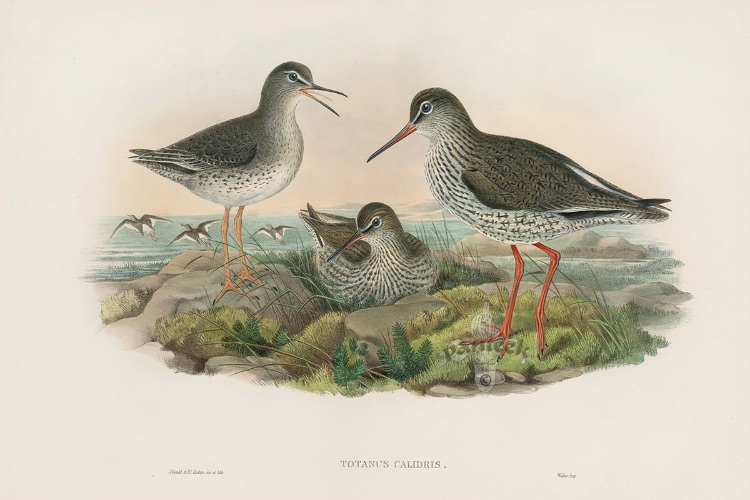 Northern Shores: The Common Redshank – Northwest Nature and History