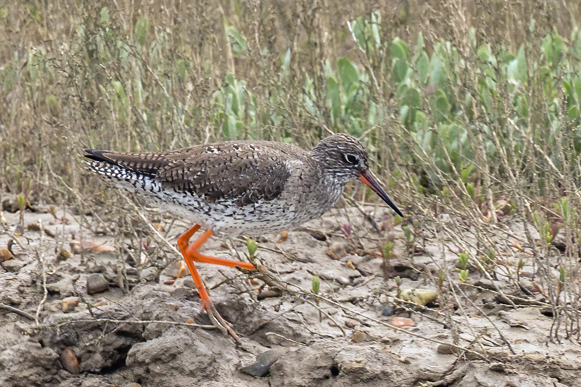 Northern Shores: The Common Redshank – Northwest Nature and History