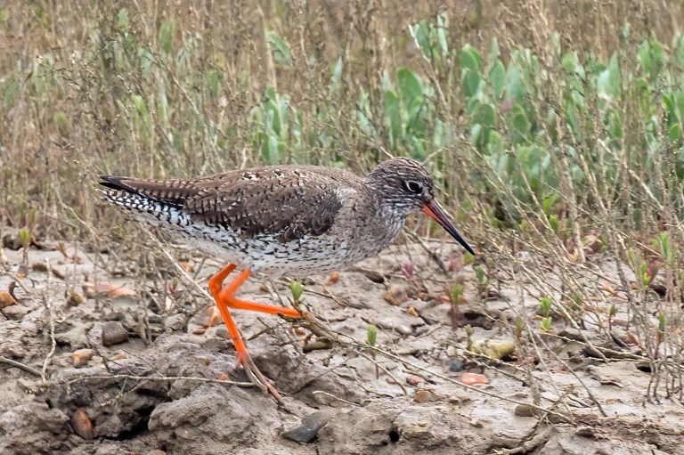 Northern Shores: The Common Redshank – Northwest Nature and History