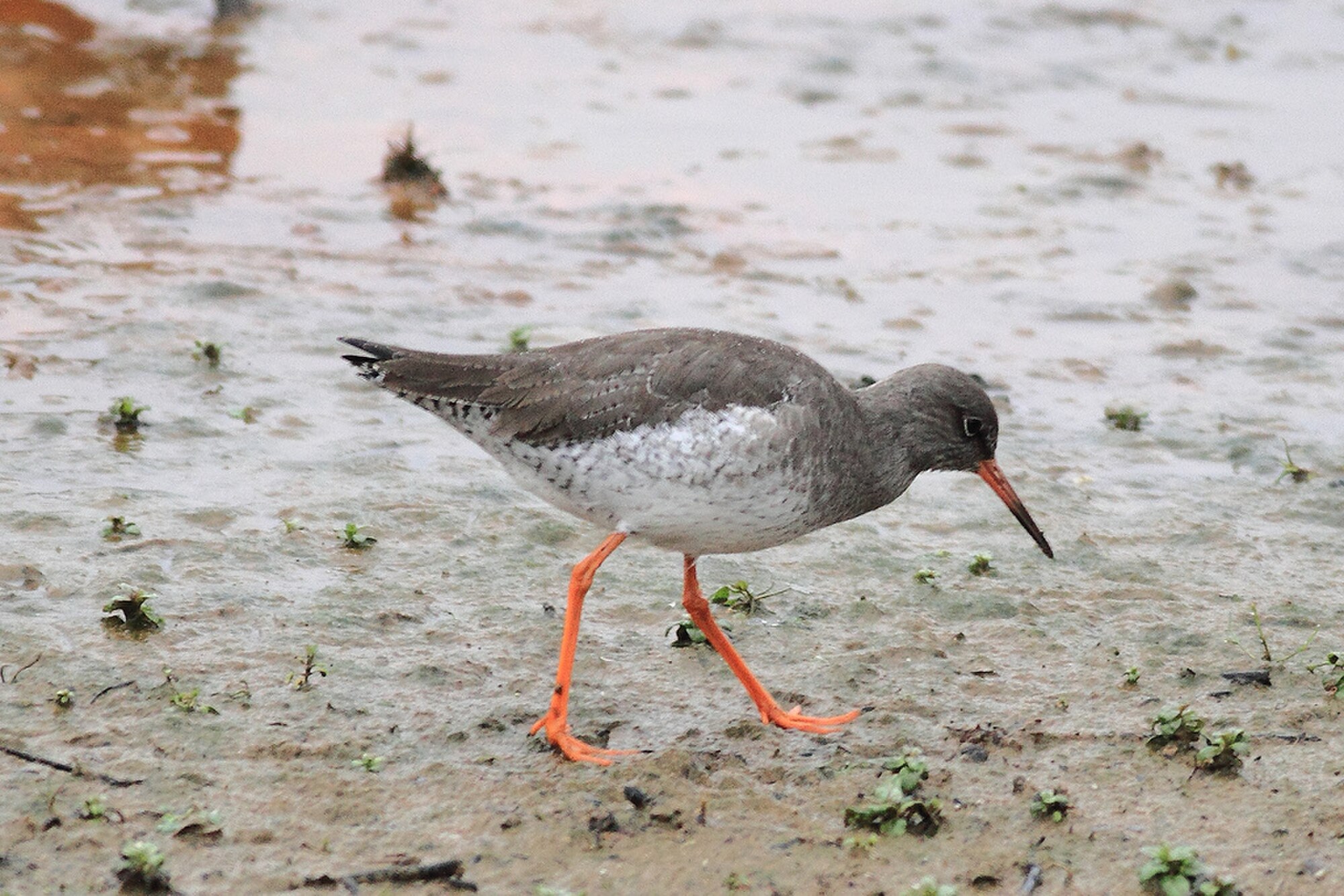 Northern Shores: The Common Redshank – Northwest Nature and History