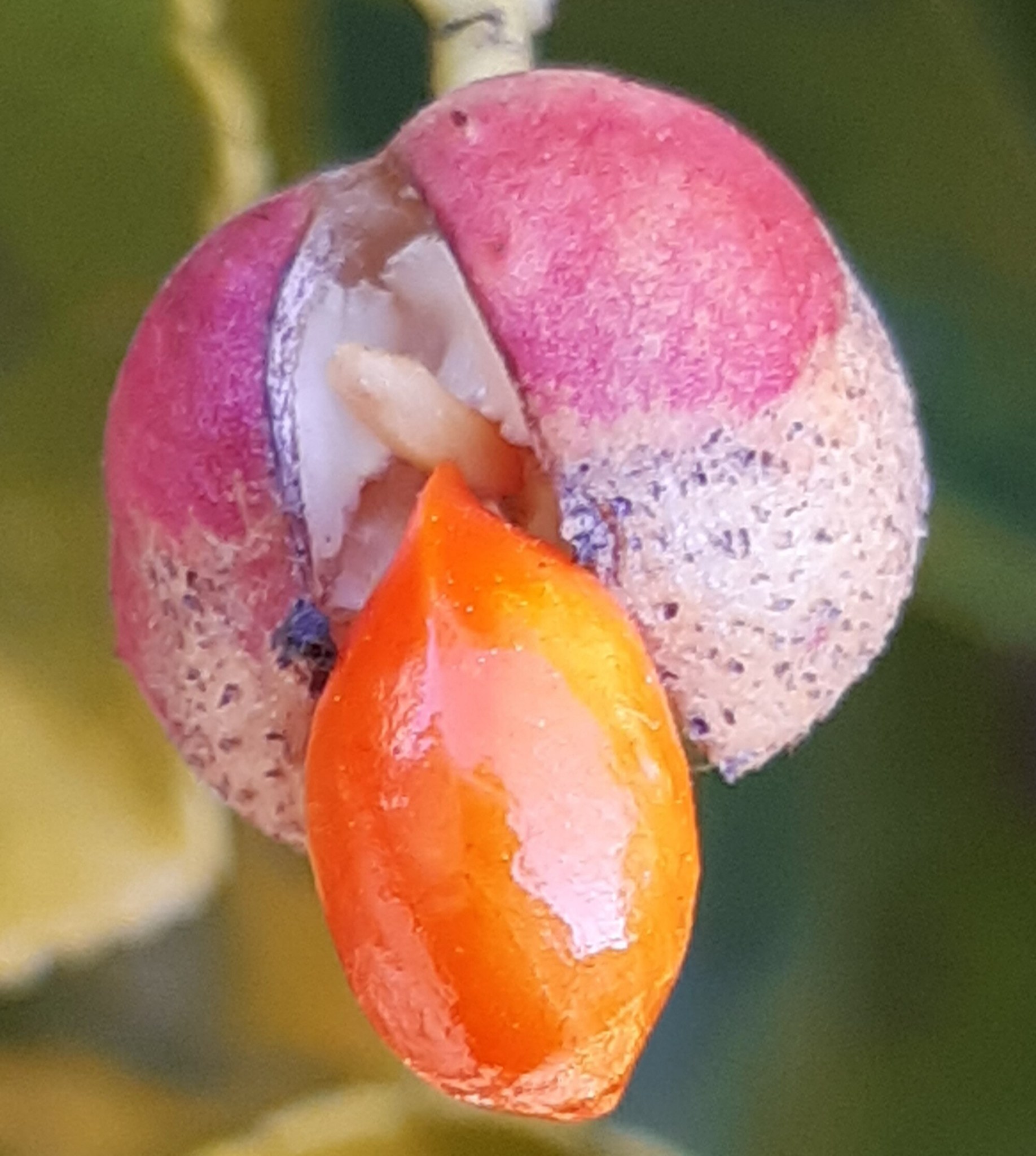 The Spindle Tree – Northwest Nature and History