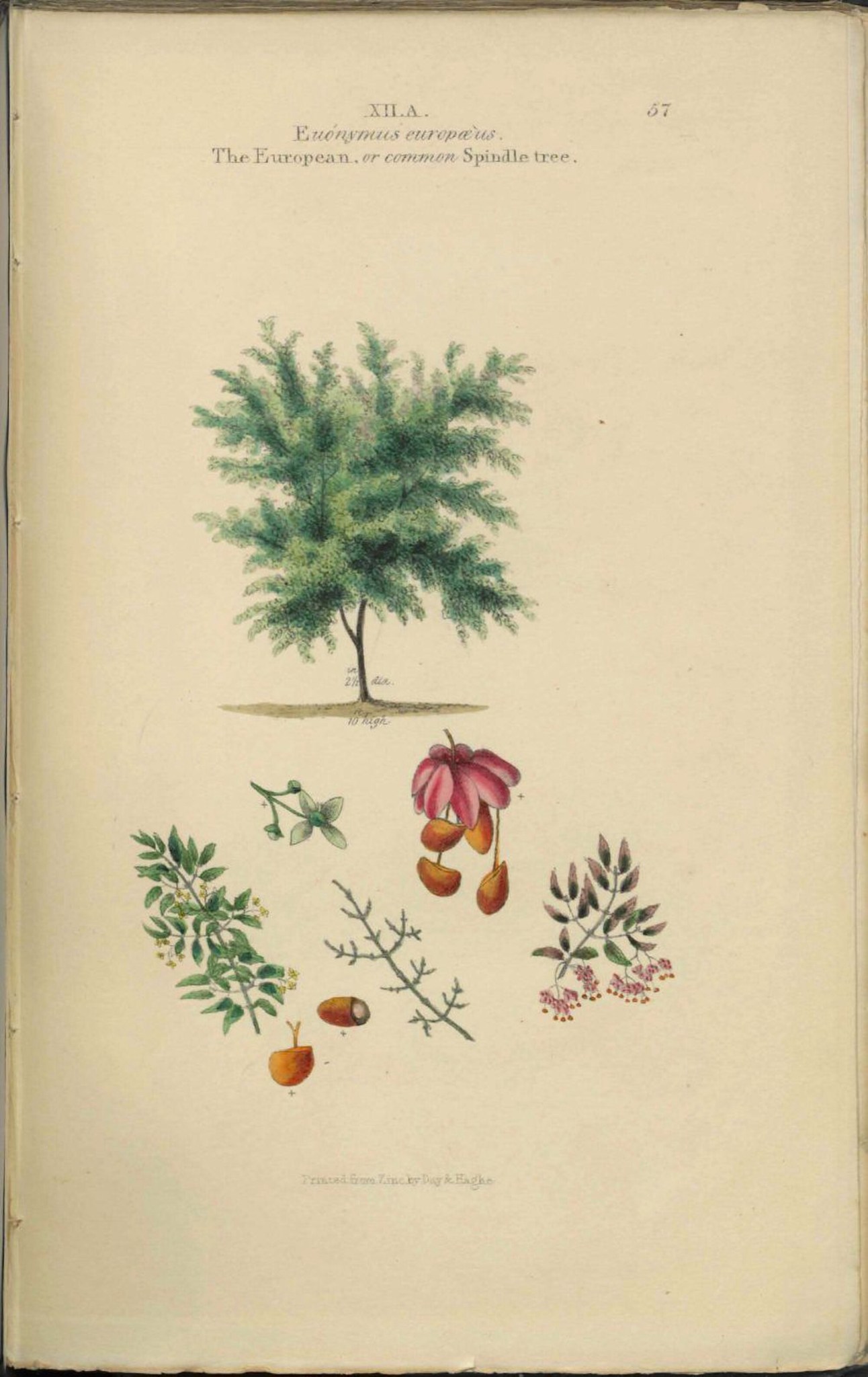 The Spindle Tree – Northwest Nature and History