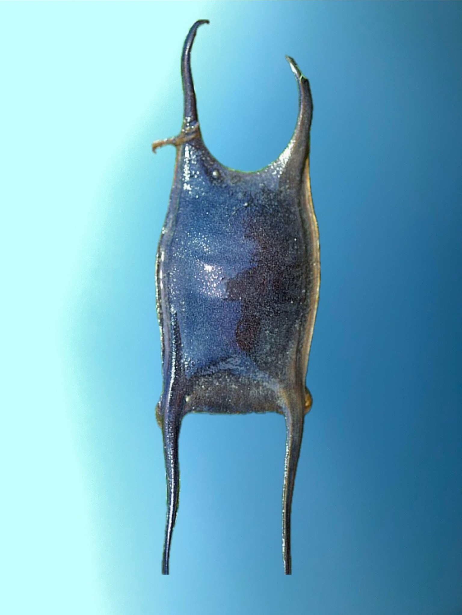 Northern Coasts: Mermaid’s Purses – Northwest Nature and History