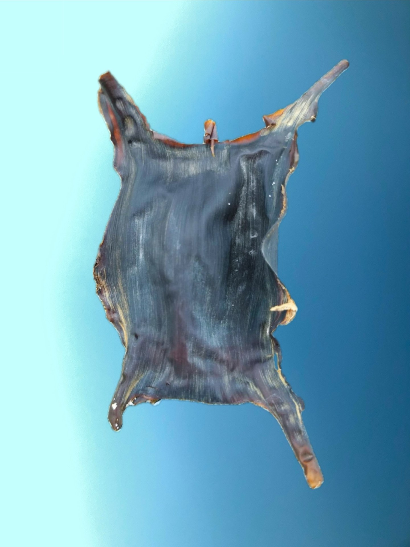 Northern Coasts: Mermaid’s Purses – Northwest Nature and History
