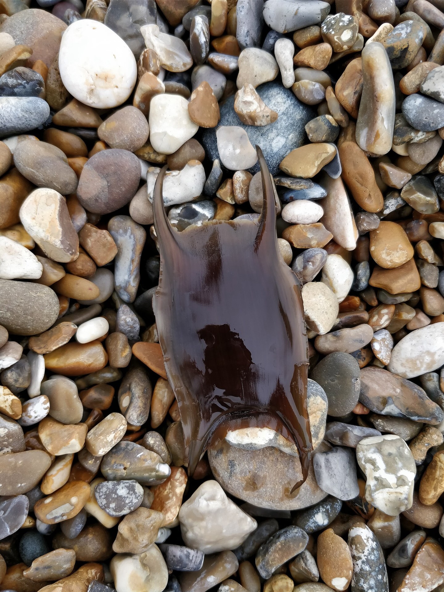 Mermaid’s Purses – Northwest Nature and History