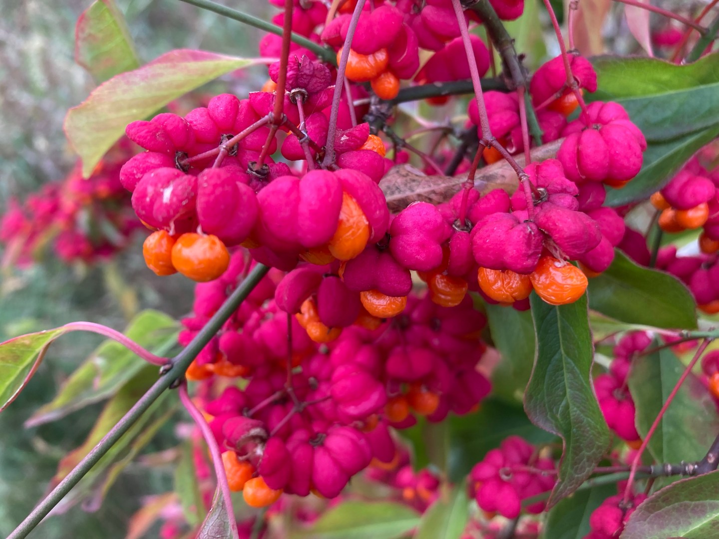 The Spindle Tree – Northwest Nature and History