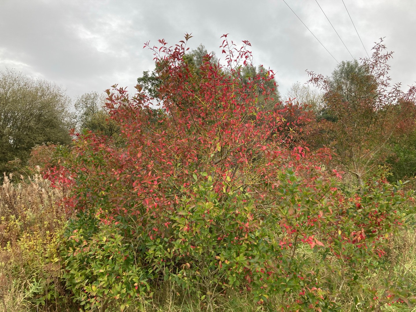 The Spindle Tree – Northwest Nature and History