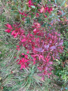 The Spindle Tree – Northwest Nature and History