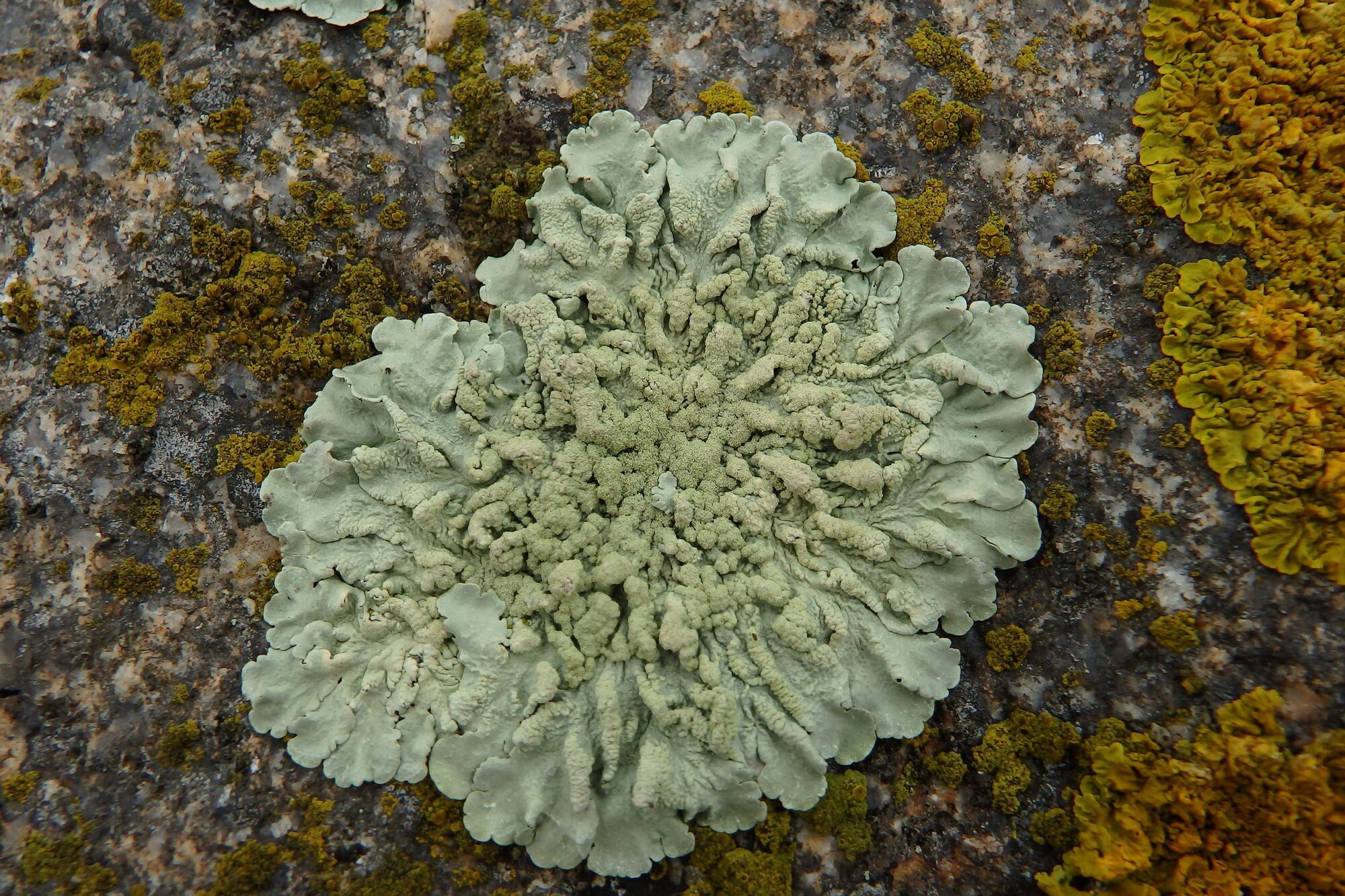 Flavoparmelia caperata, the Common Greenshield Lichen – Northwest ...