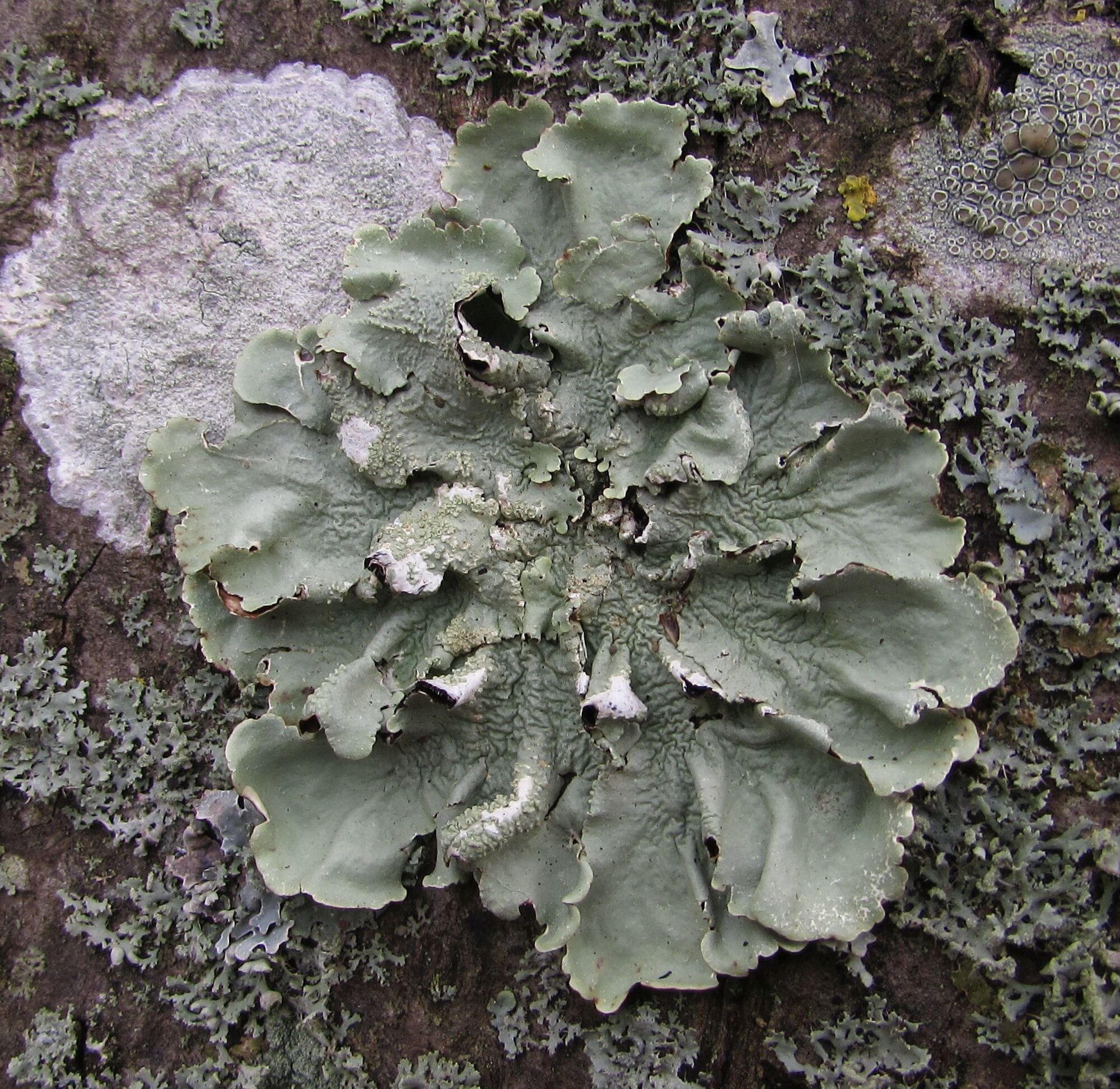 Flavoparmelia caperata, the Common Greenshield Lichen – Northwest ...
