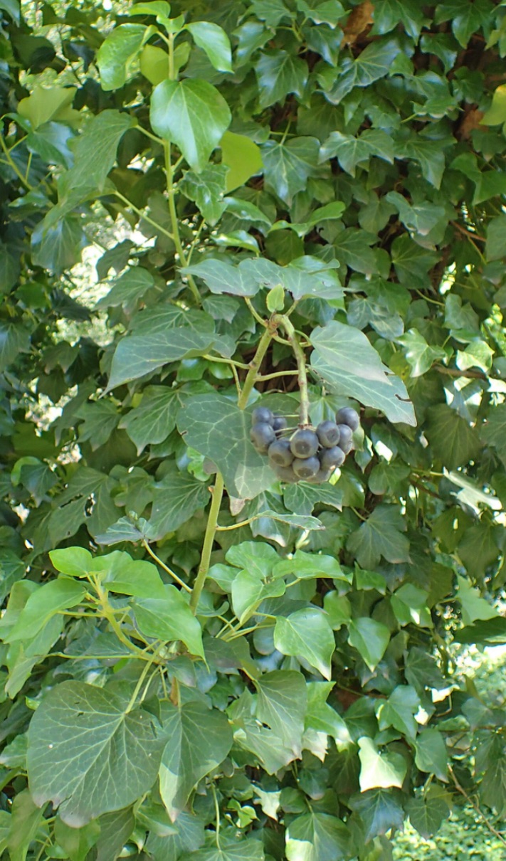 Common Ivy – Northwest Nature and History