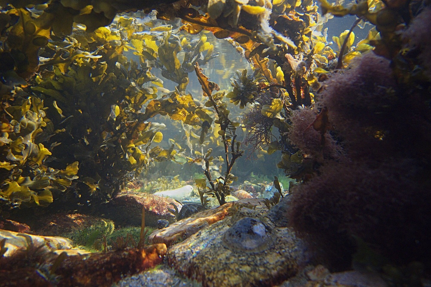 Northern Shores: Bladderwrack – Northwest Nature and History