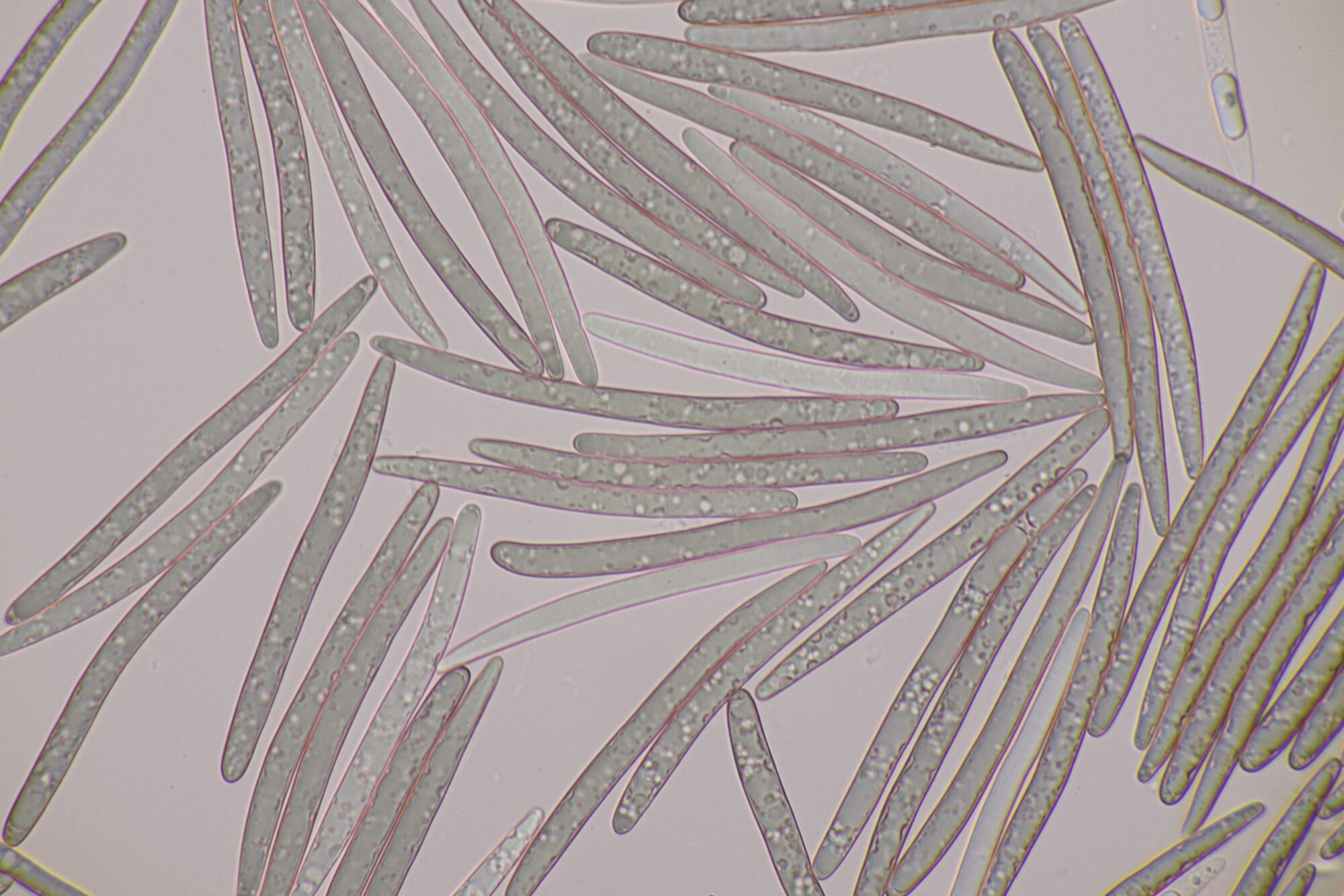 Earthtongue Fungi – Northwest Nature and History