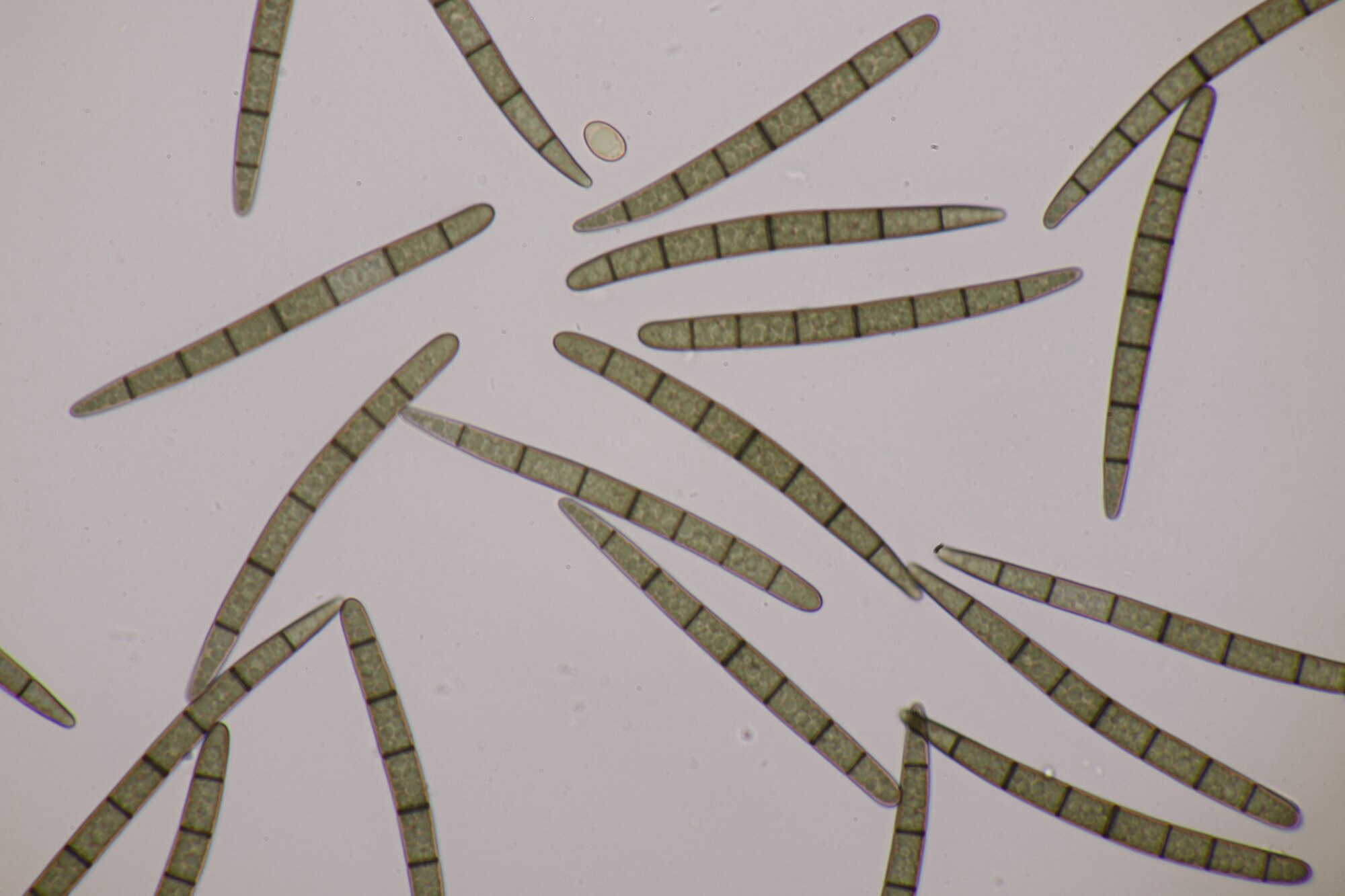 Earthtongue Fungi – Northwest Nature and History