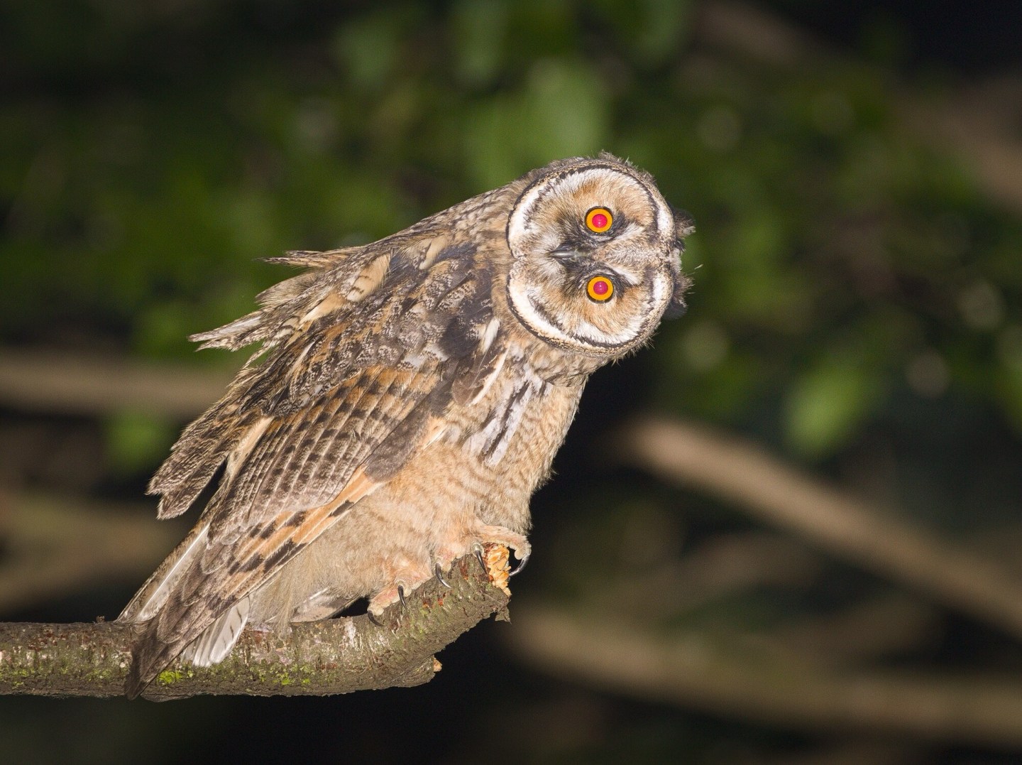 Long-eared Owls – Northwest Nature and History